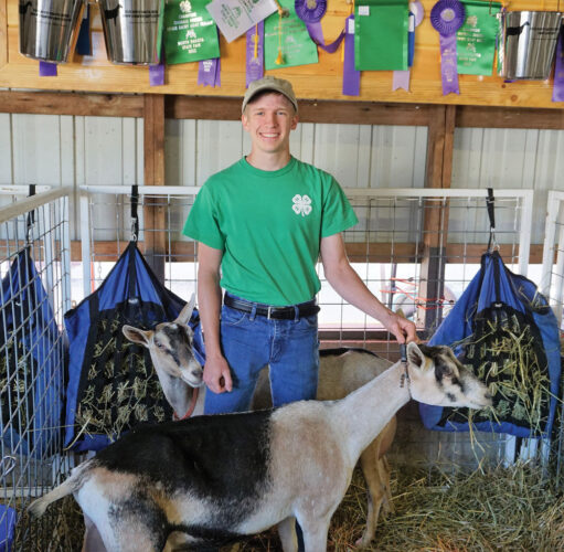 Passion for goats goes beyond 4-H | News, Sports, Jobs - Minot Daily News